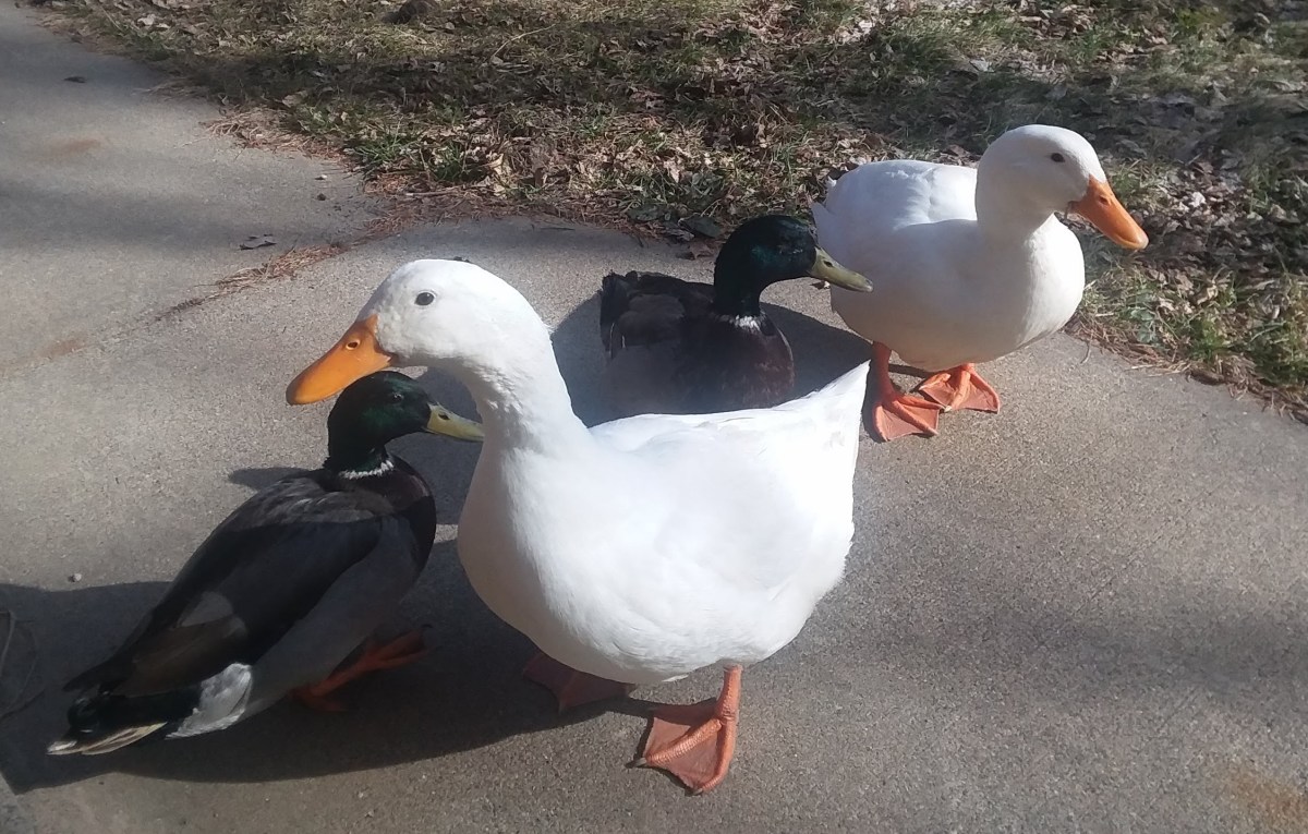 Daphne and Her Ducks – Angie Gustafson